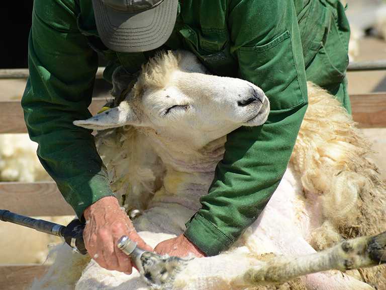 Image for product named Sheep Shearing